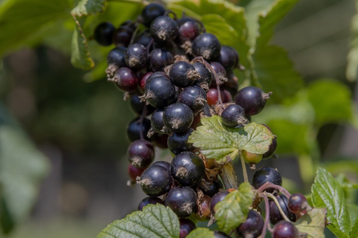 FrankenFruit - Zelf fruit en groenten plukken