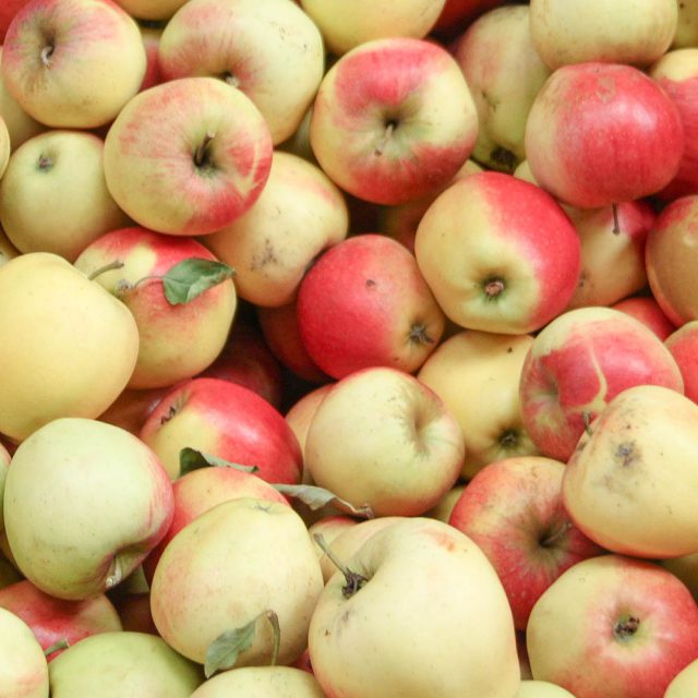 Appel: Pinova - Franken Fruit