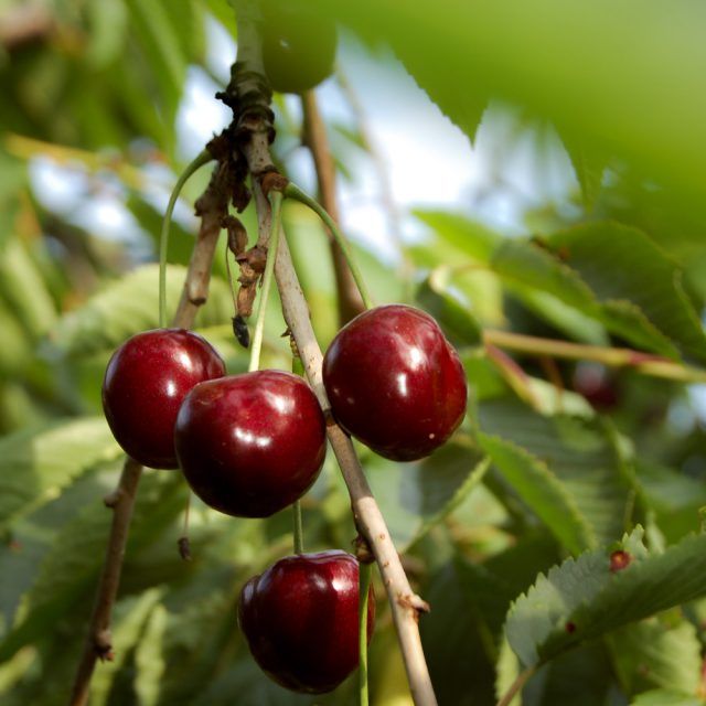 FrankenFruit - Zelf fruit en groenten plukken