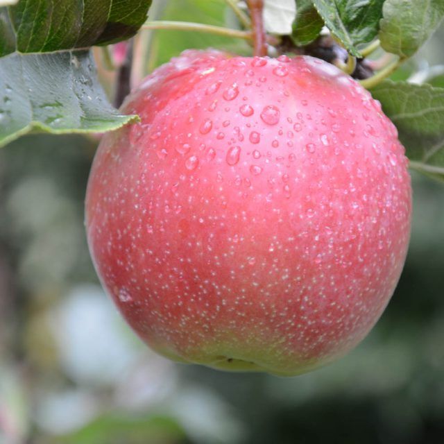 Appel: Summerred - Franken Fruit