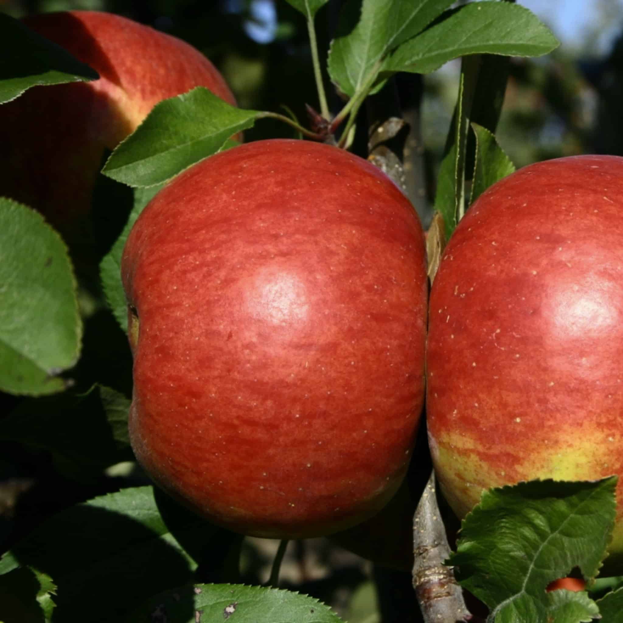 De appelwijzer: welke is voor u? - Franken Fruit